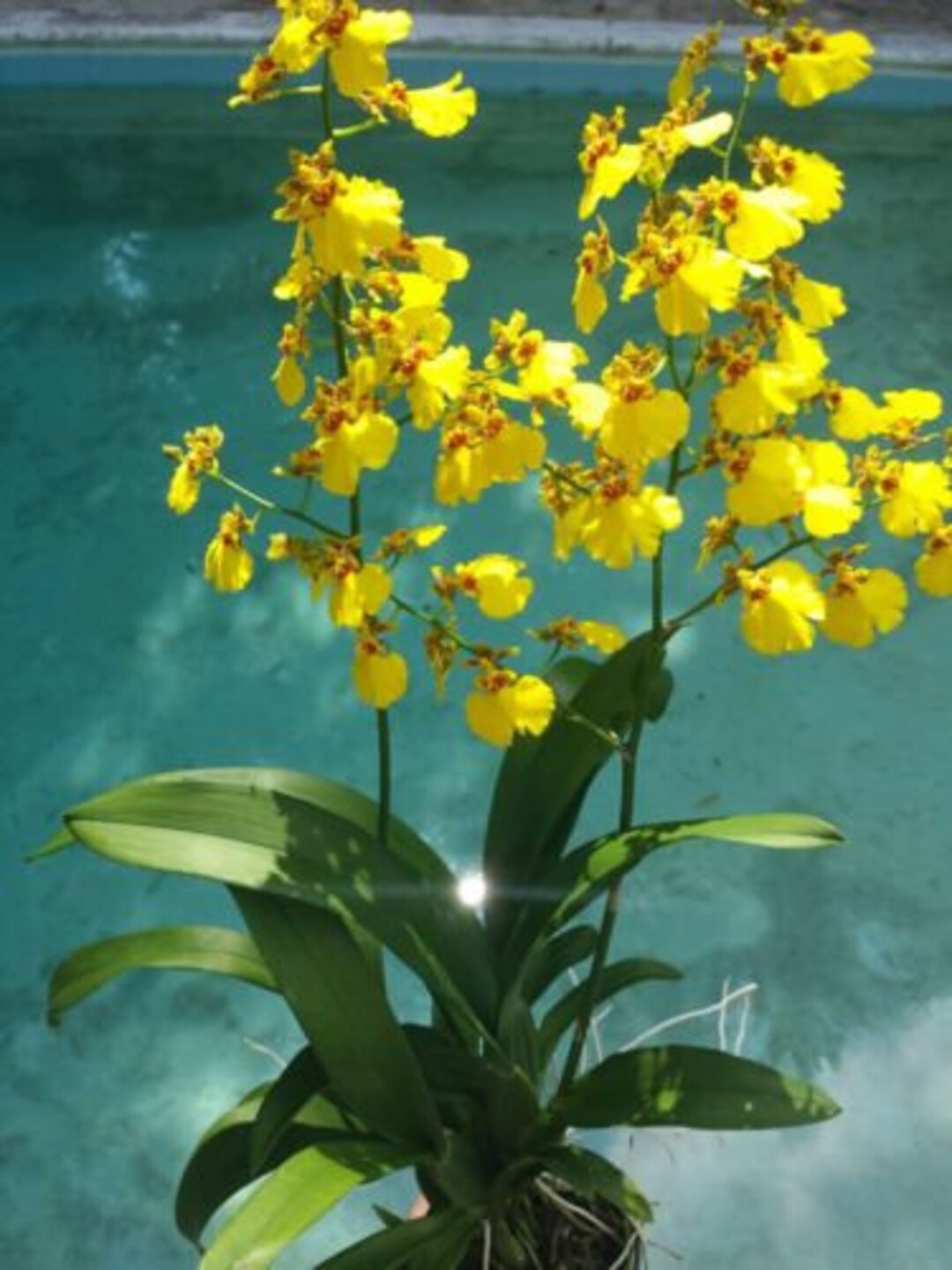 Orchid Oncidium Dancing Lady Mounted or Potted or Double Spike - Etsy