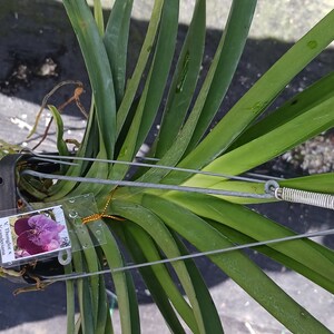 Orchid Vanda Thonglor X Sanderiana Two Tone - Etsy