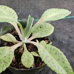 Kalanchoe Gastonis-bonnieri Donkey Ear Succulent Madagascar Plant - Etsy