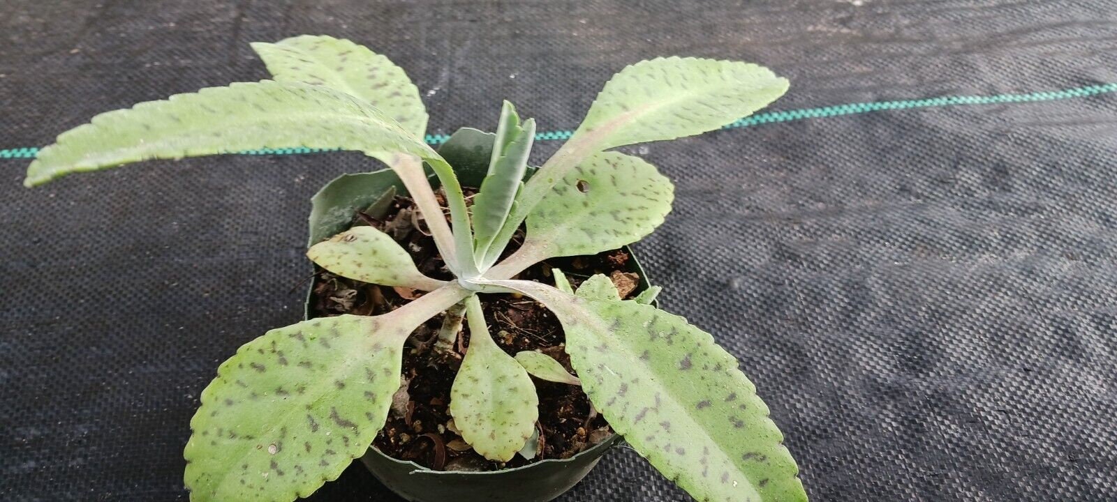 Kalanchoe Gastonis-bonnieri Donkey Ear Succulent Madagascar Plant - Etsy