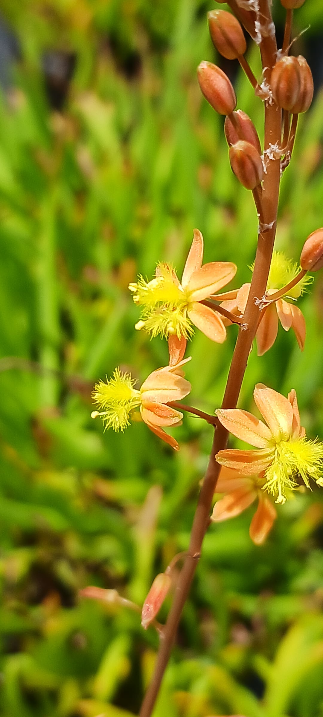 Bulbine Frutescens Halmark Tropical Plant Aloe Succulent - Etsy