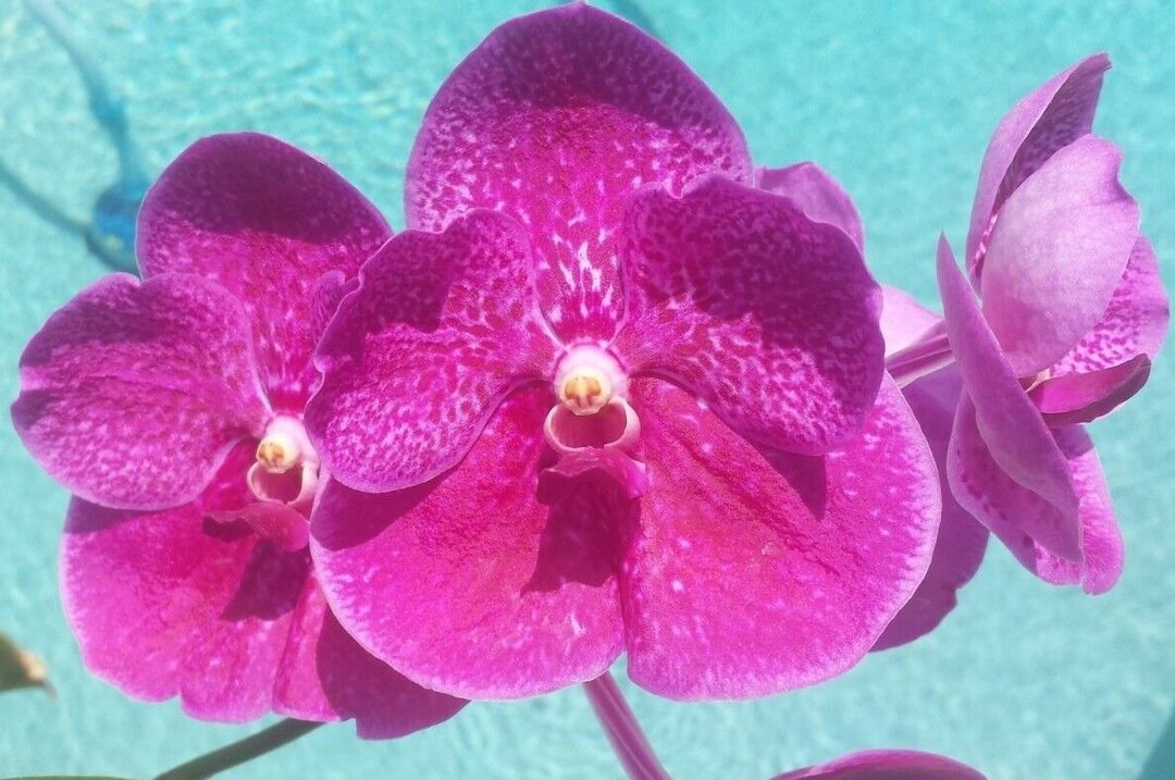 Orchid Vanda 3 Plants of Pink Color Special Pack Exotic Tropical ...