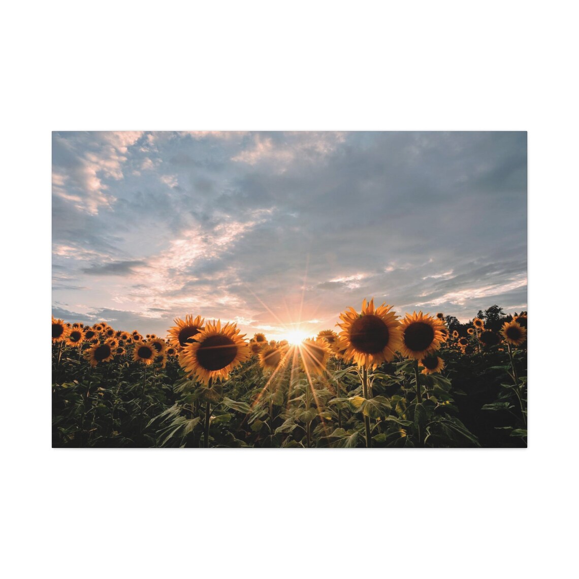 Beautiful Sunrise Sun Flowers / Sun Flowers Sunrise / Texas Sun Flowers ...