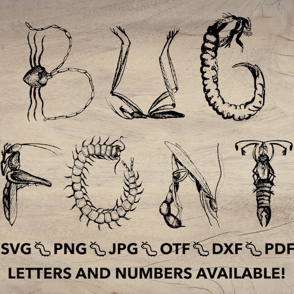 Bichota font - Etsy España