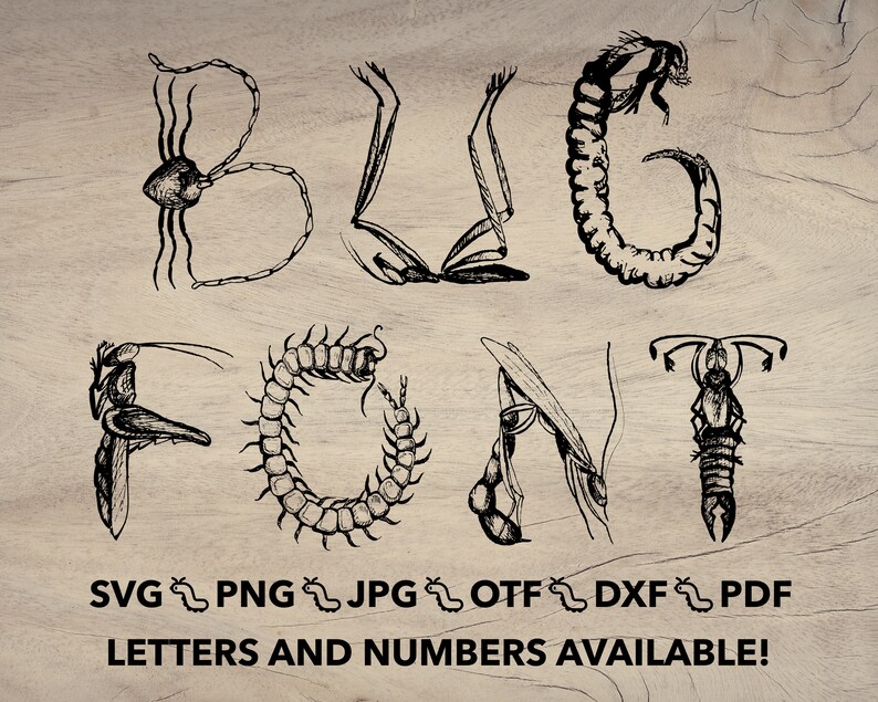 Bug Font SVG, Insect Alphapack, Bug Font for Cricut SVG, PNG, Jpg, Otf ...