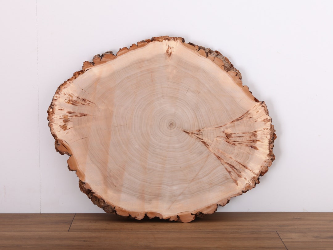 Raw Poplar Burl Wood Slice - Etsy