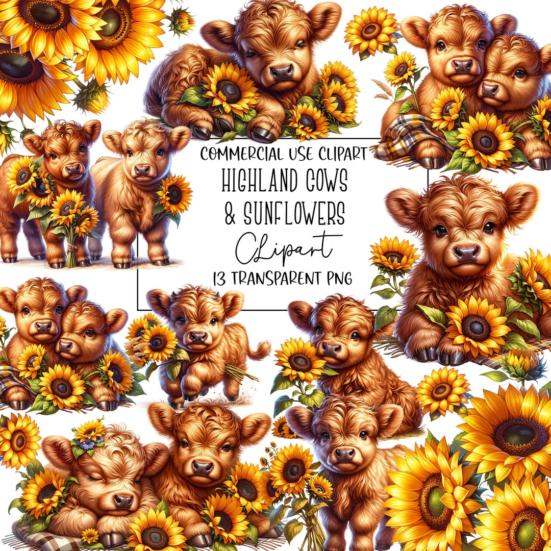 Highland Cow & Sunflowers, Highland Calf, Sunflowers, Highland Cow ...
