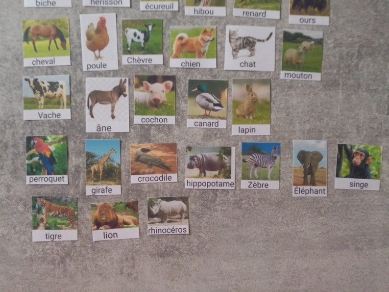Pictogram Nomenclature Animals Pecs Montessori Autism Autistic - Etsy