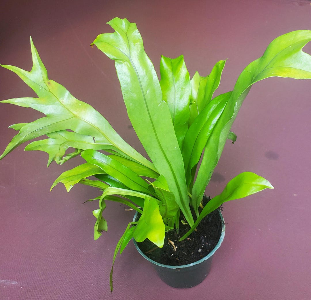 Fern Microsorum Punctatum Green Flame 3" Pot - Etsy