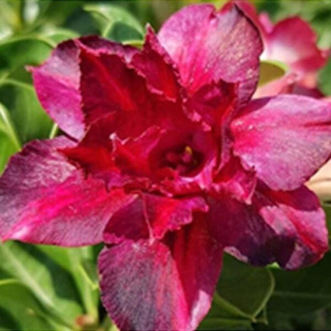 Desert Rose Adenium Obesum Plant "maroon Princess" Succulent Tagged ...