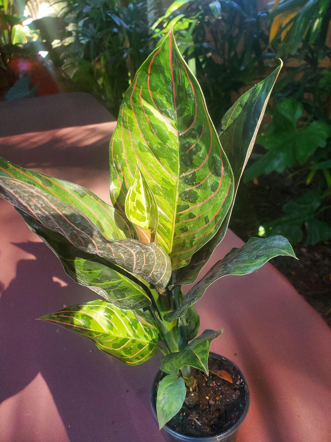 Aglaonema Plant Chinese Evergreen Red Army 3" Pot Single Live Plant New ...