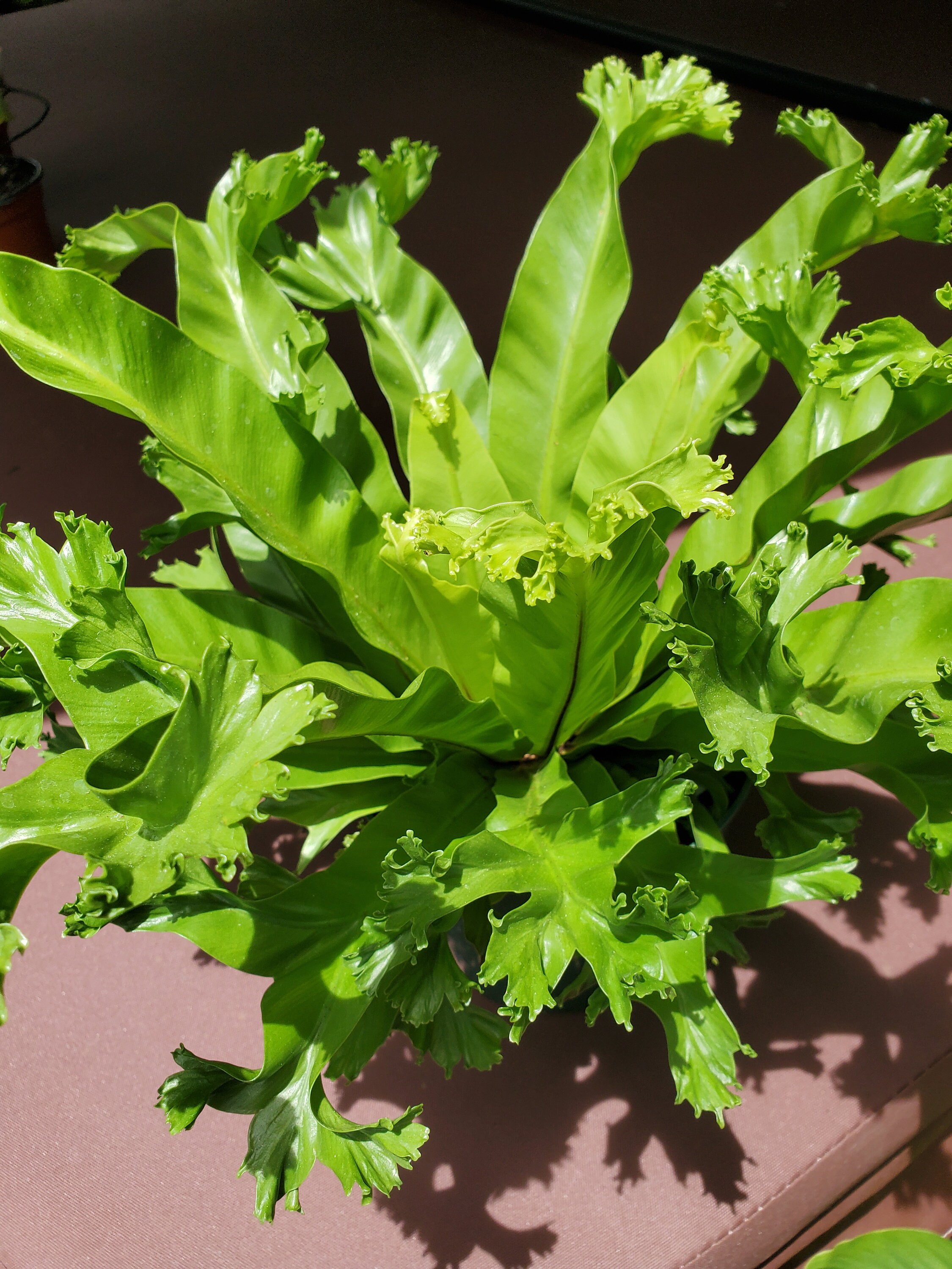 Birds Nest Fern - Asplenium Nidus Leslie Large 6" Pot - Etsy