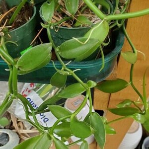 Vanilla Spice Orchid Live Plant Rooted Approx. 12"+ Long - Etsy
