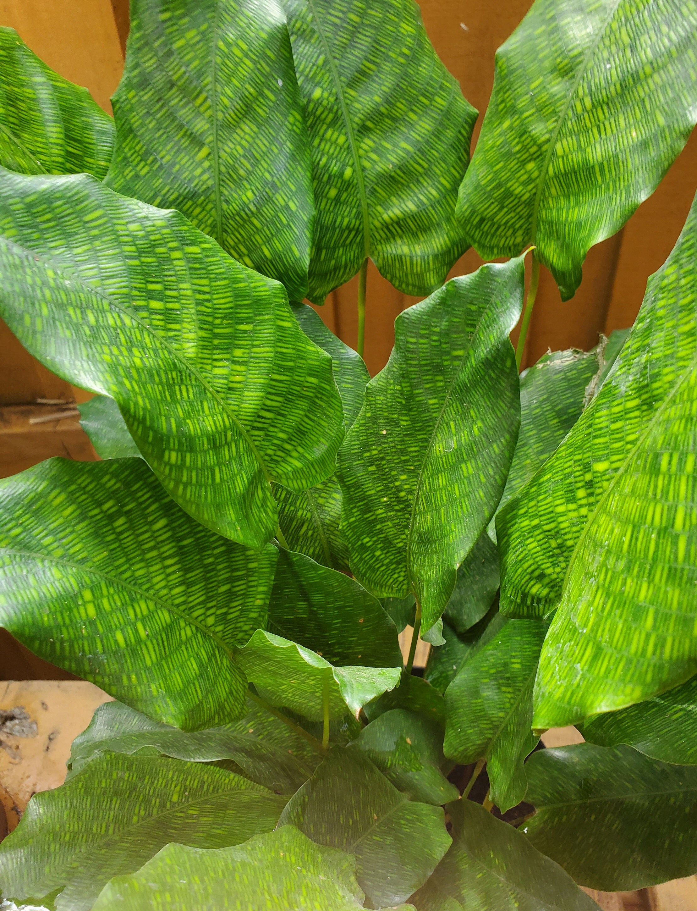 Calathea Mosaic Plant Potted 6 Pot Large - Etsy