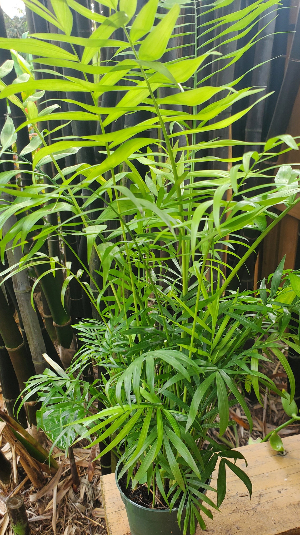 Neanthe Bella Palm Chamaedorea Elegans Parlor Palm Counter Top Size - Etsy