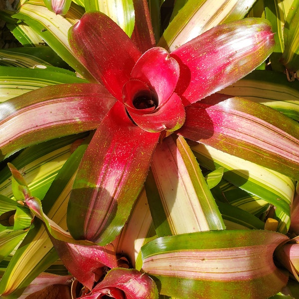 Bromeliad - Etsy