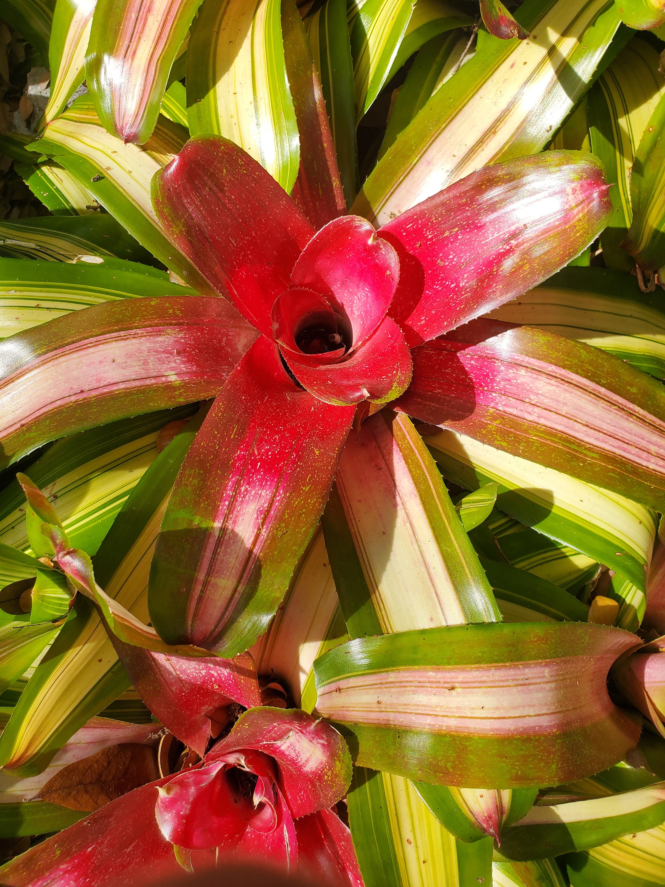Neoregelia Bromeliad Bright Hot Pink Variegated Live Plant Full Size ...