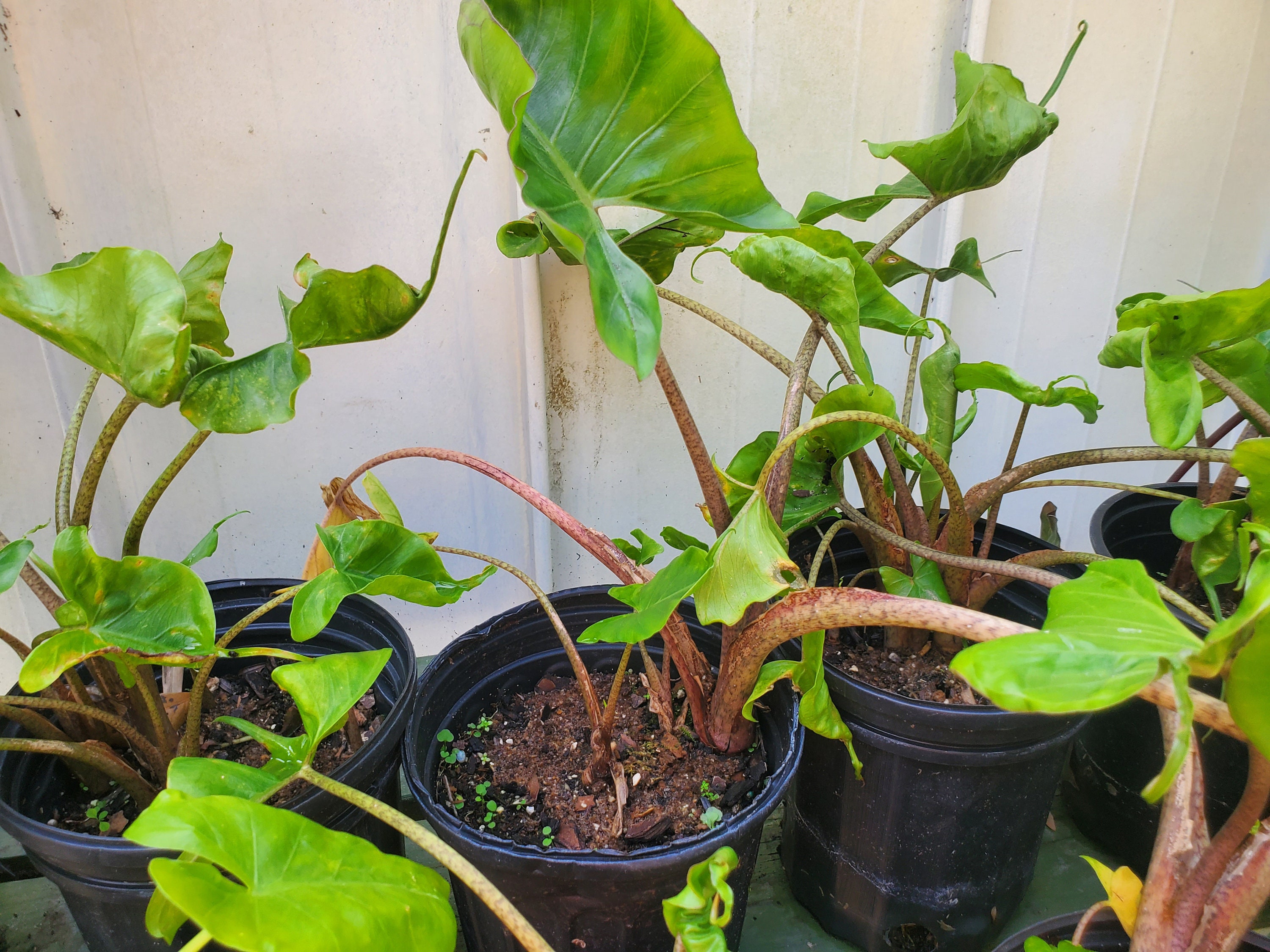 Alocasia Stingray Young Live Plant - Etsy
