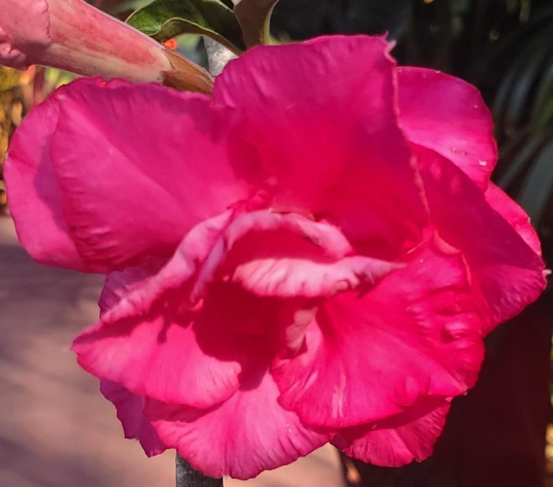 Desert Rose Adenium Obesum Plant "shocking Pink" Hot Pink Succulent ...