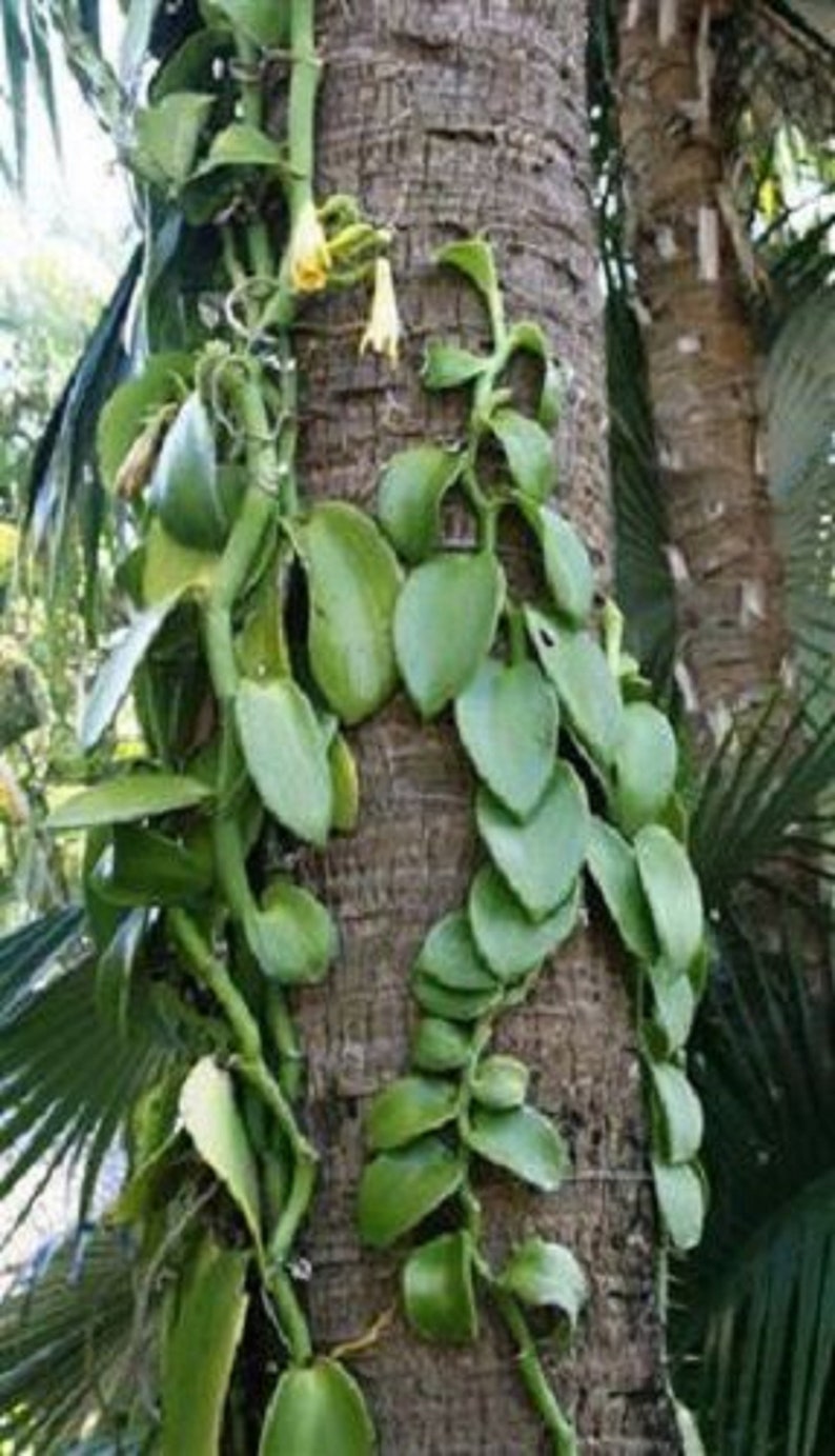 Vanilla Spice Orchid Live Plant Rooted Approx. 12"+ Long - Etsy