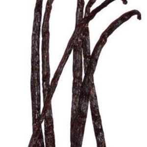 Vanilla Spice Orchid Live Plant Rooted Approx. 12"+ Long - Etsy