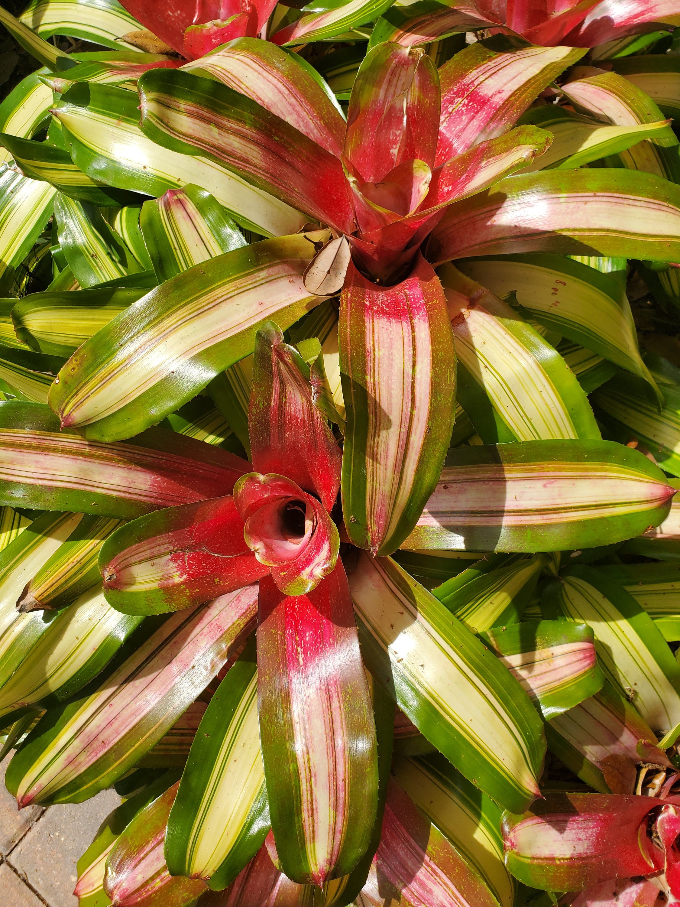Neoregelia Bromeliad Bright Hot Pink Variegated Live Plant Full Size ...