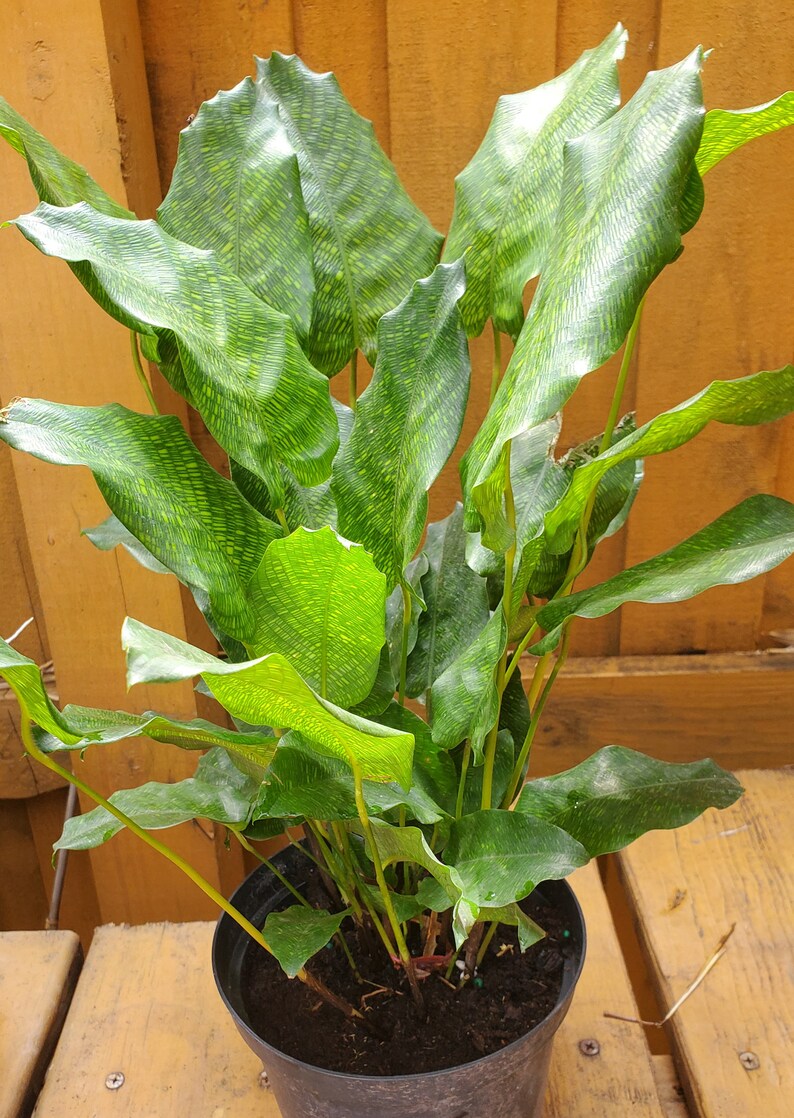 Calathea Mosaic Plant Potted 6 Pot Large - Etsy