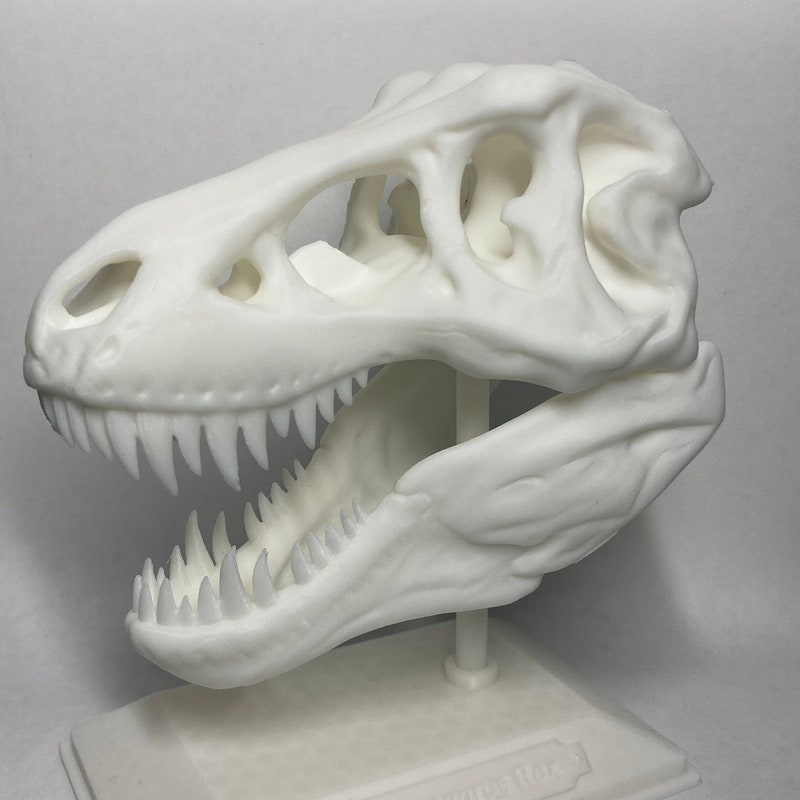 3d Printed T Rex Skull - Etsy