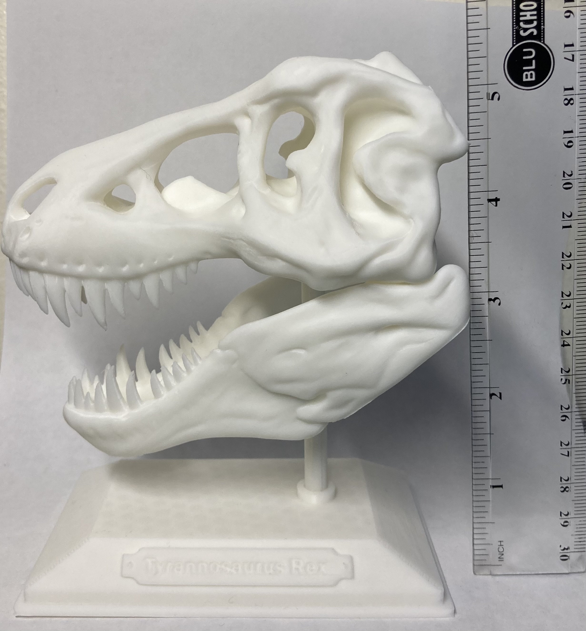 3D Printed T-rex Skull - Etsy