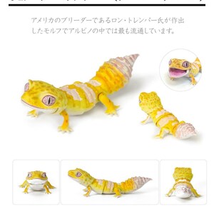 Bandai the Diversity of Life on Earth Lizard Gashapon - Etsy