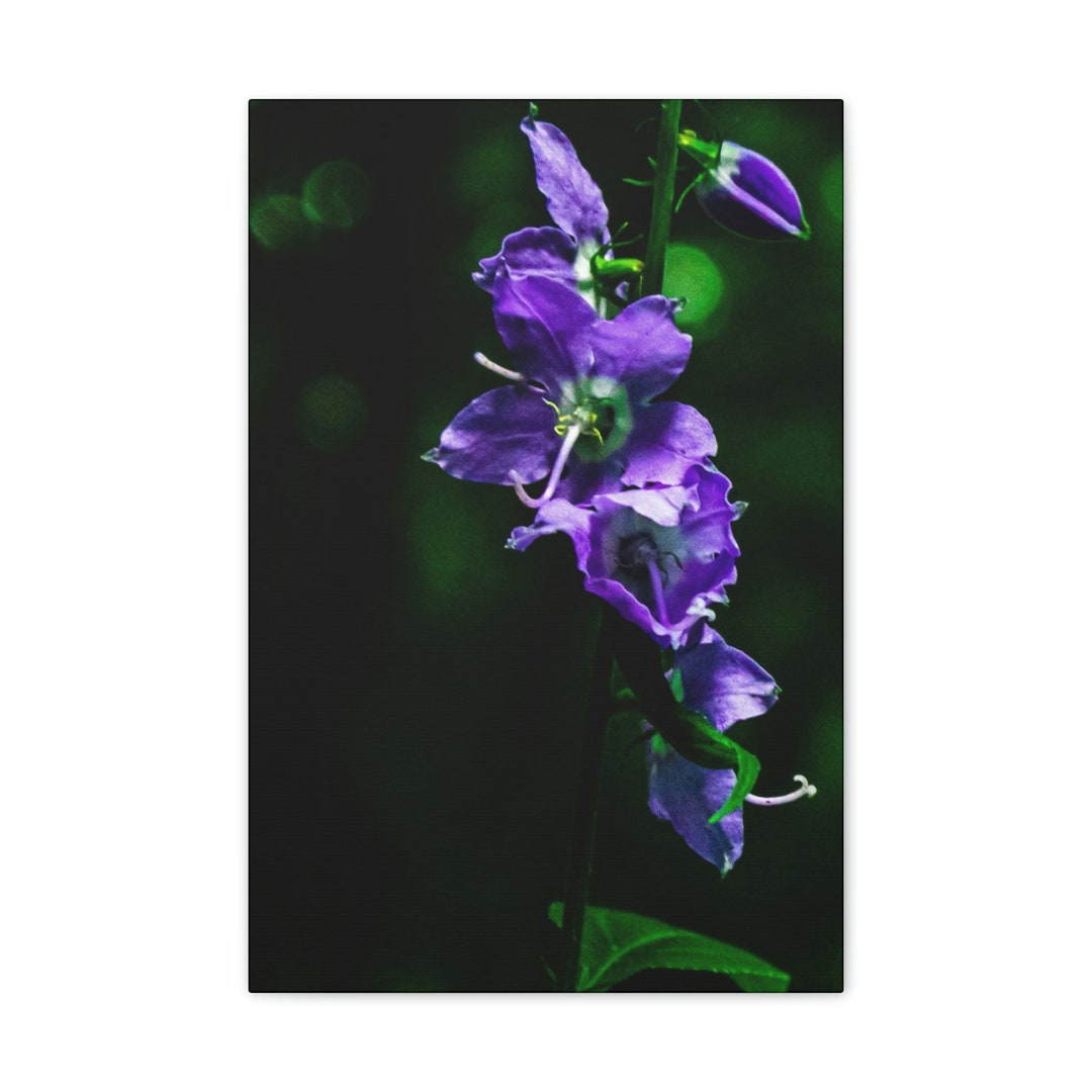 Breathtaking Single Purple Bell-flower Photography - A Glimpse of ...