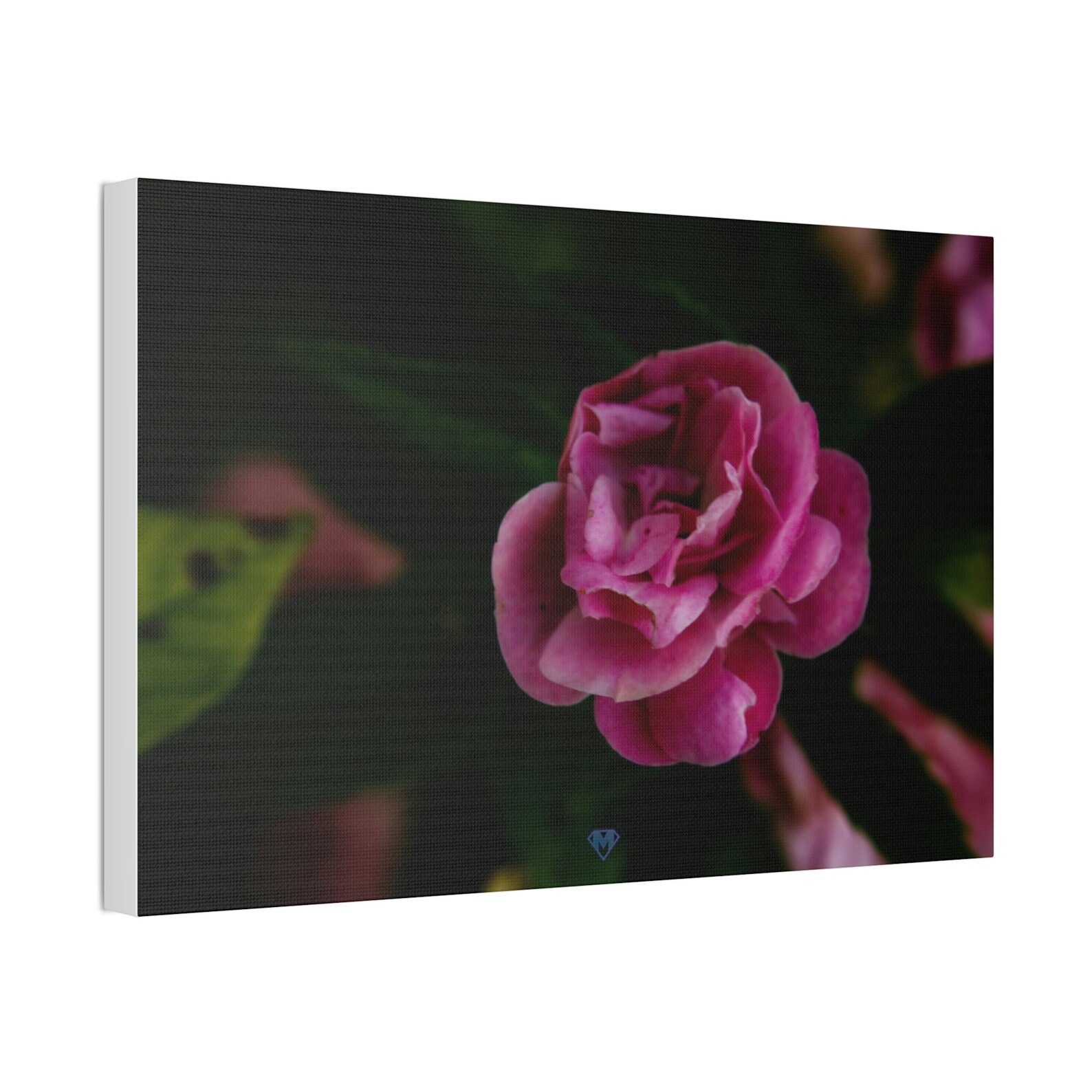 Enchanting Pink Rose at Rest Photograph on Stretched Canvas - Embody ...