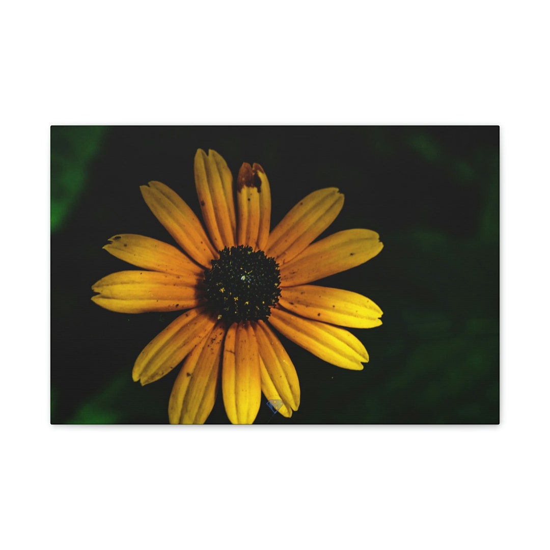 Vibrant Yellow Brown-eyed Susan Art Piece on Gallery Stretched Canvas ...