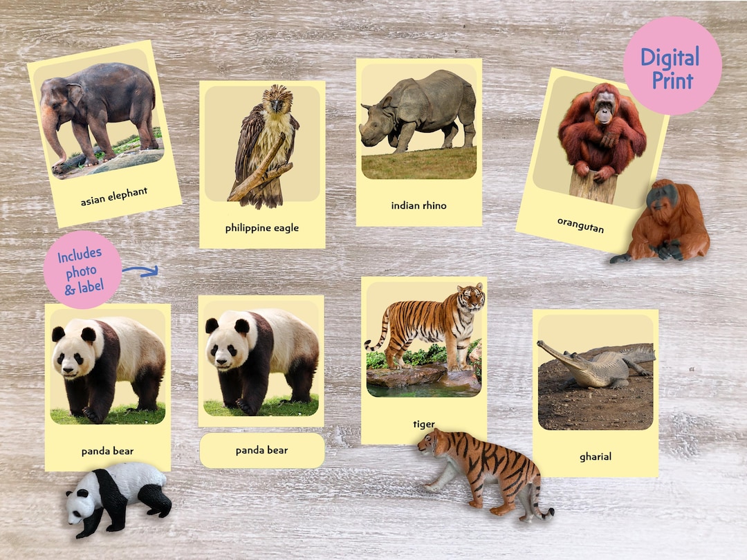Asia Animals Montessori 3-part Cards: Nomenclature Flash Cards (digital ...