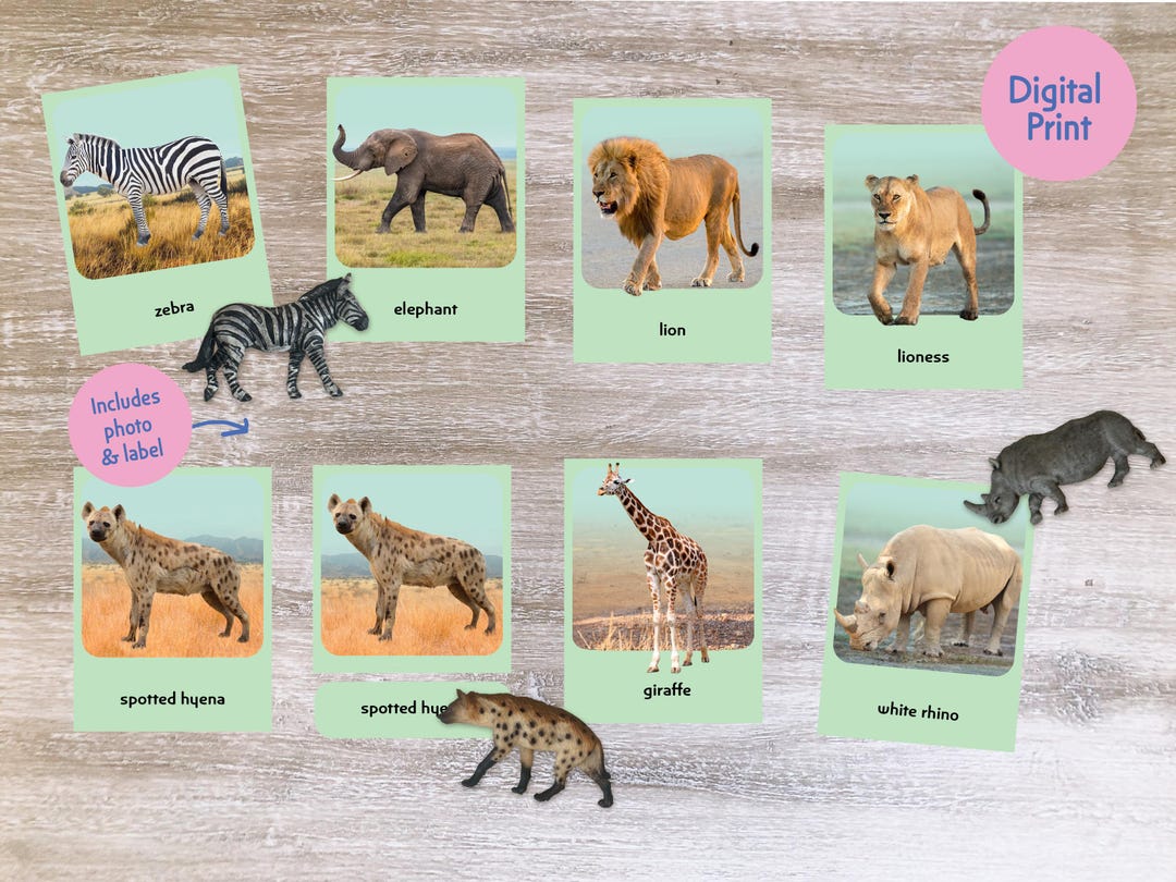 South Africa Animals Montessori 3-part Cards: Nomenclature Flash Cards ...