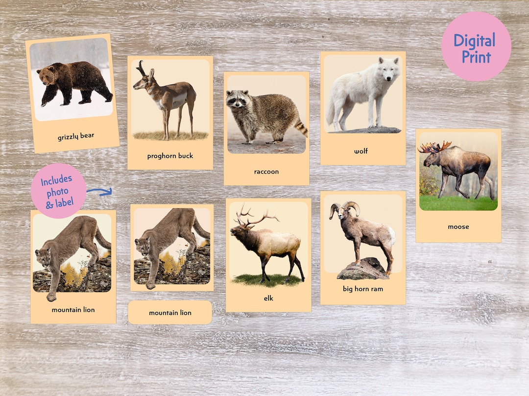 Montessori Cards - Three Part Cards - Spanish North America Animals ...