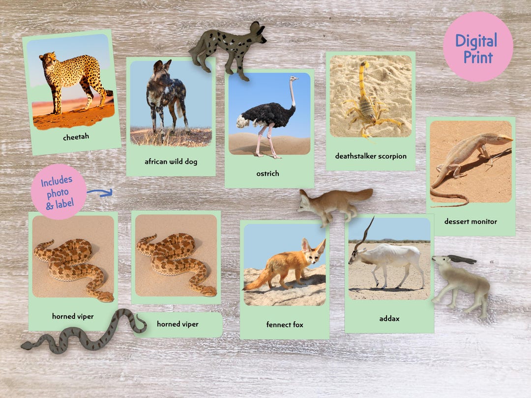 Sahara Desert Animals Montessori Cards: Three-part Nomenclature ...