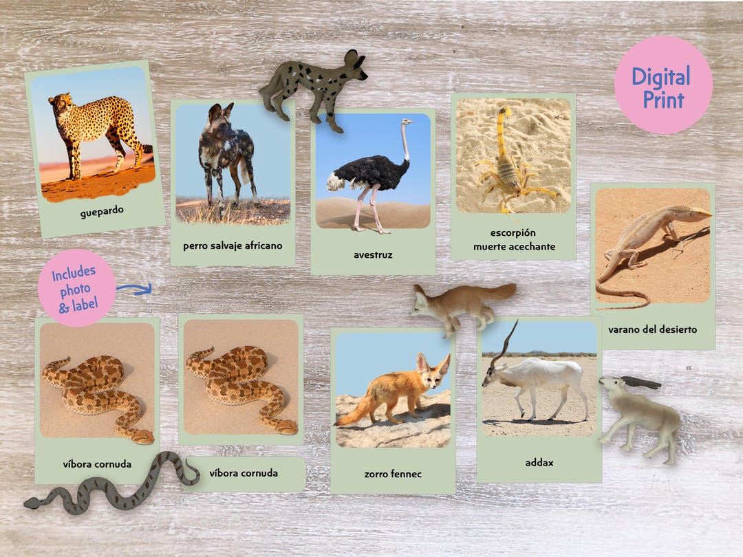 Spanish Montessori Cards, Sahara Desert Nomenclature Cards, Three Part ...