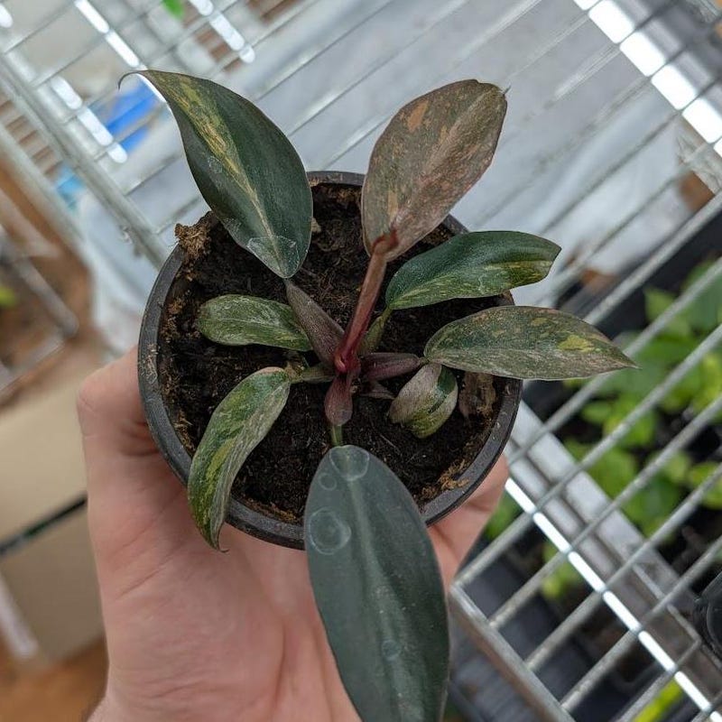 Pink Princess Philodendron - Etsy