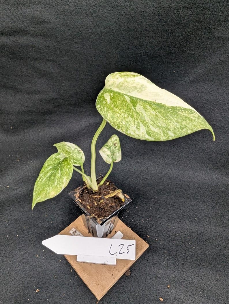 Monstera Legacy *EXACT PLANT* - Etsy