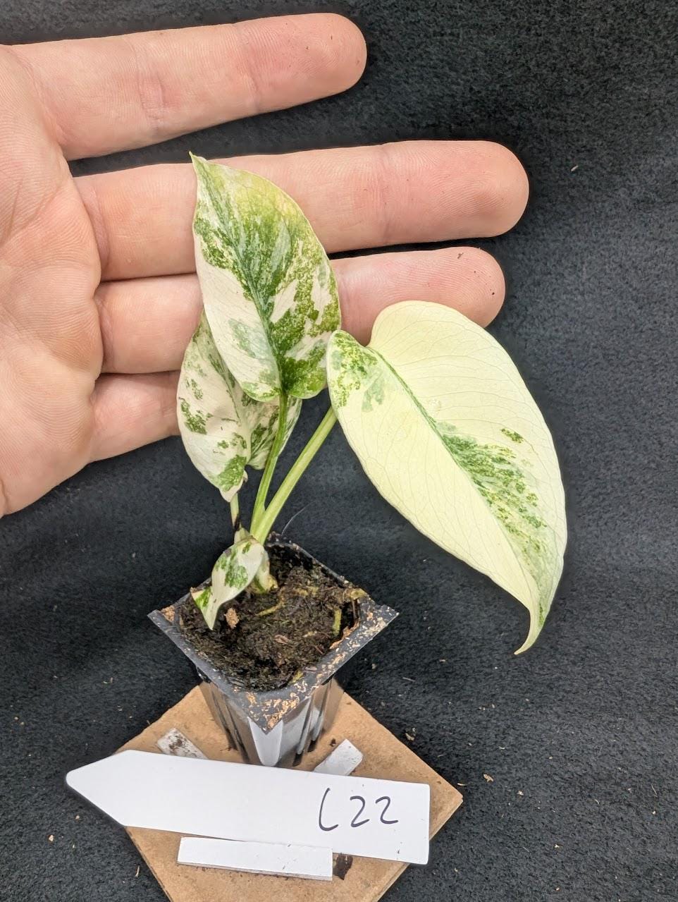 Monstera Legacy *EXACT PLANT* - Etsy