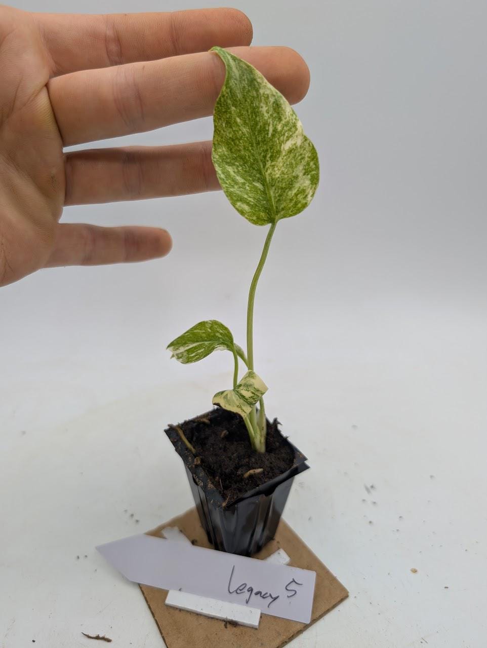 Monstera Legacy *EXACT PLANT* - Etsy