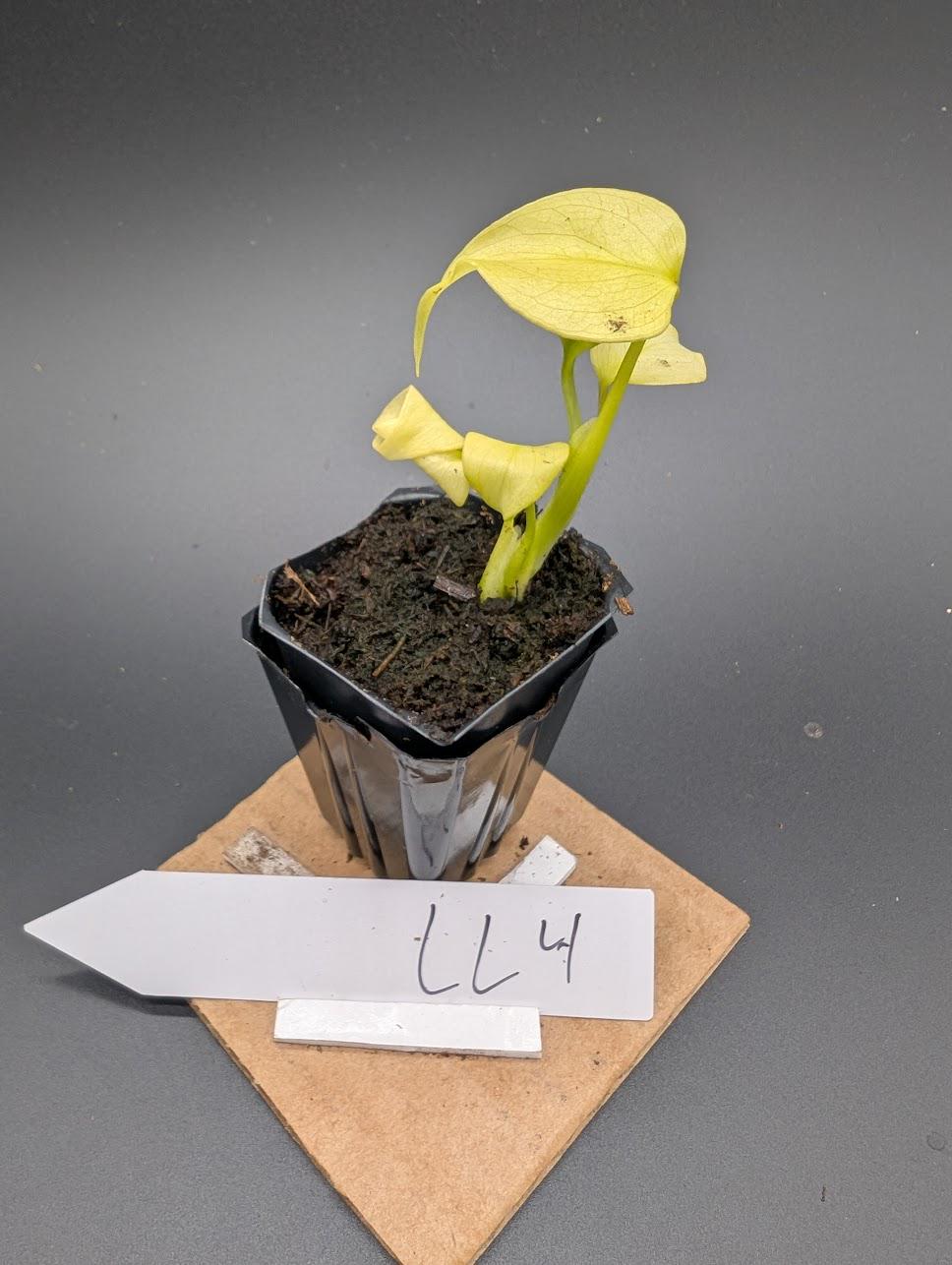 Monstera Lemon Lime - Etsy