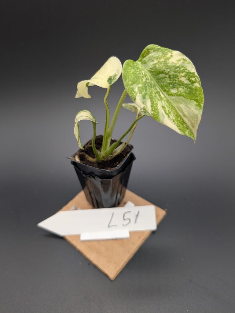 Monstera Legacy *EXACT PLANT* - Etsy