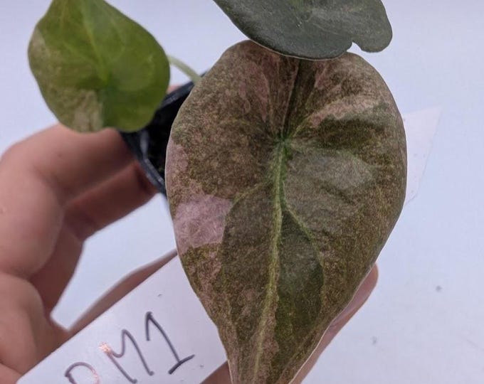 Alocasia Cuprea Pink Mint - Etsy