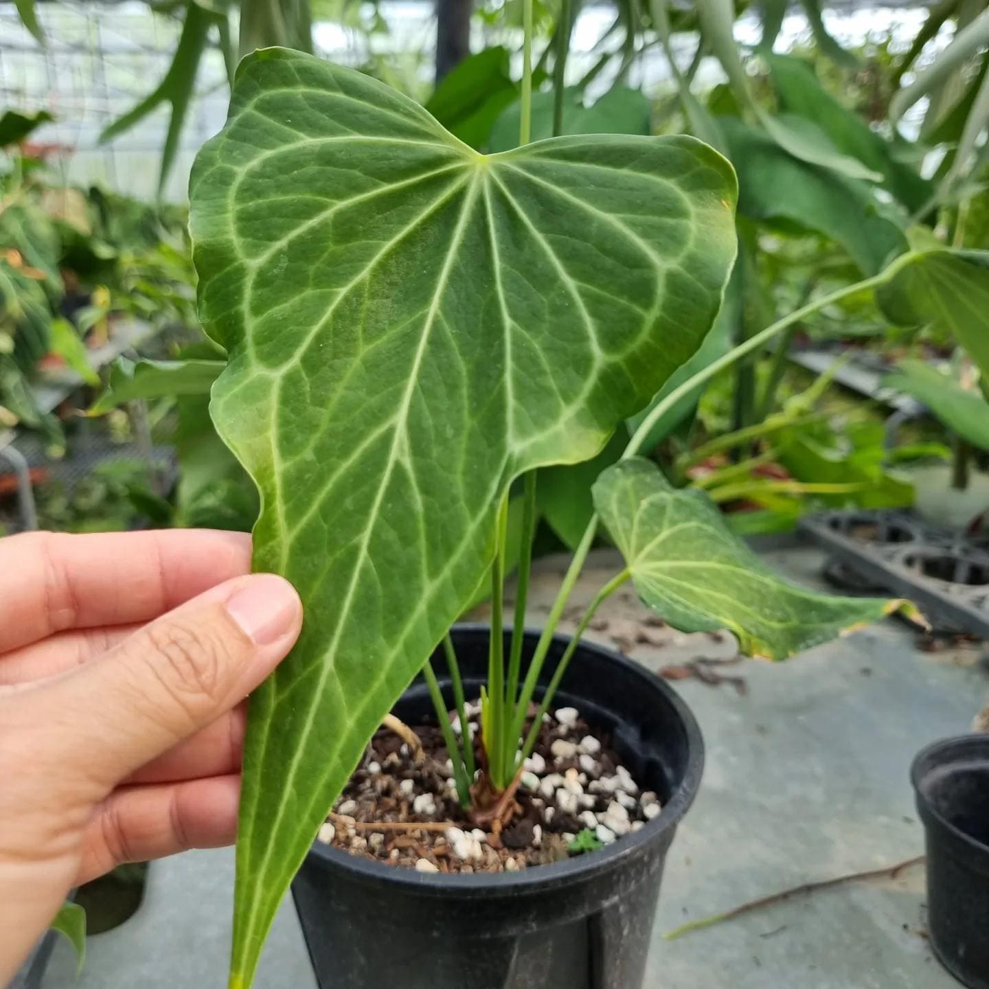 Anthurium Delta Force - Etsy