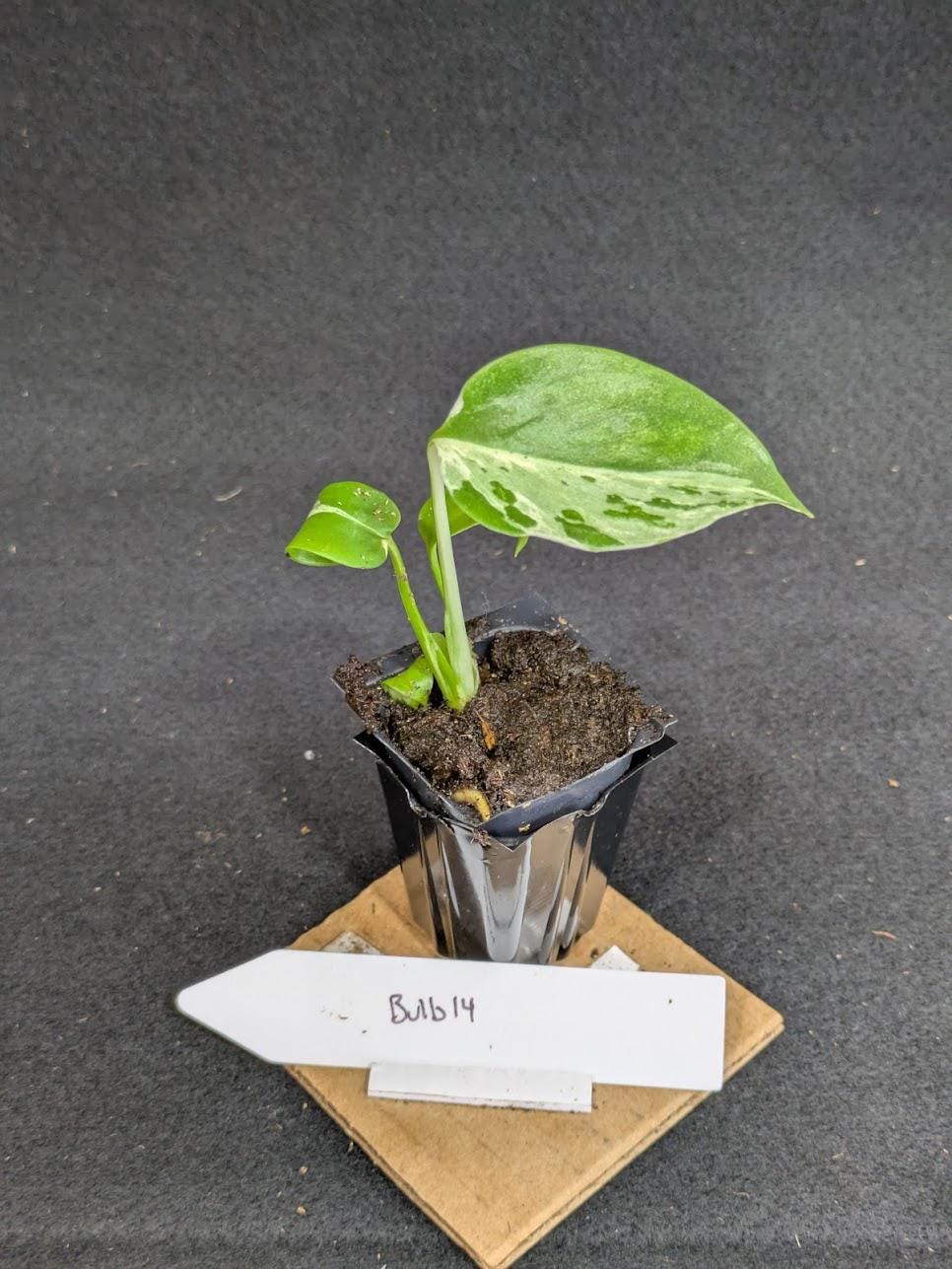 Monstera Bulbasaur *EXACT PLANT* - Etsy