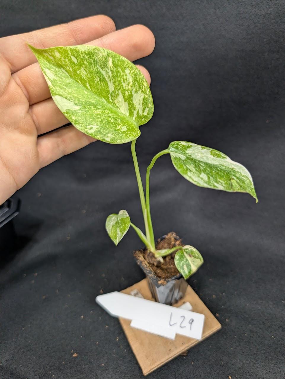 Monstera Legacy *EXACT PLANT* - Etsy