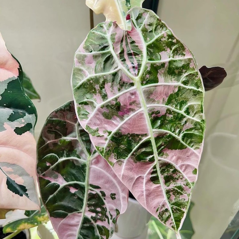 Alocasia Watsoniana Pink - Etsy