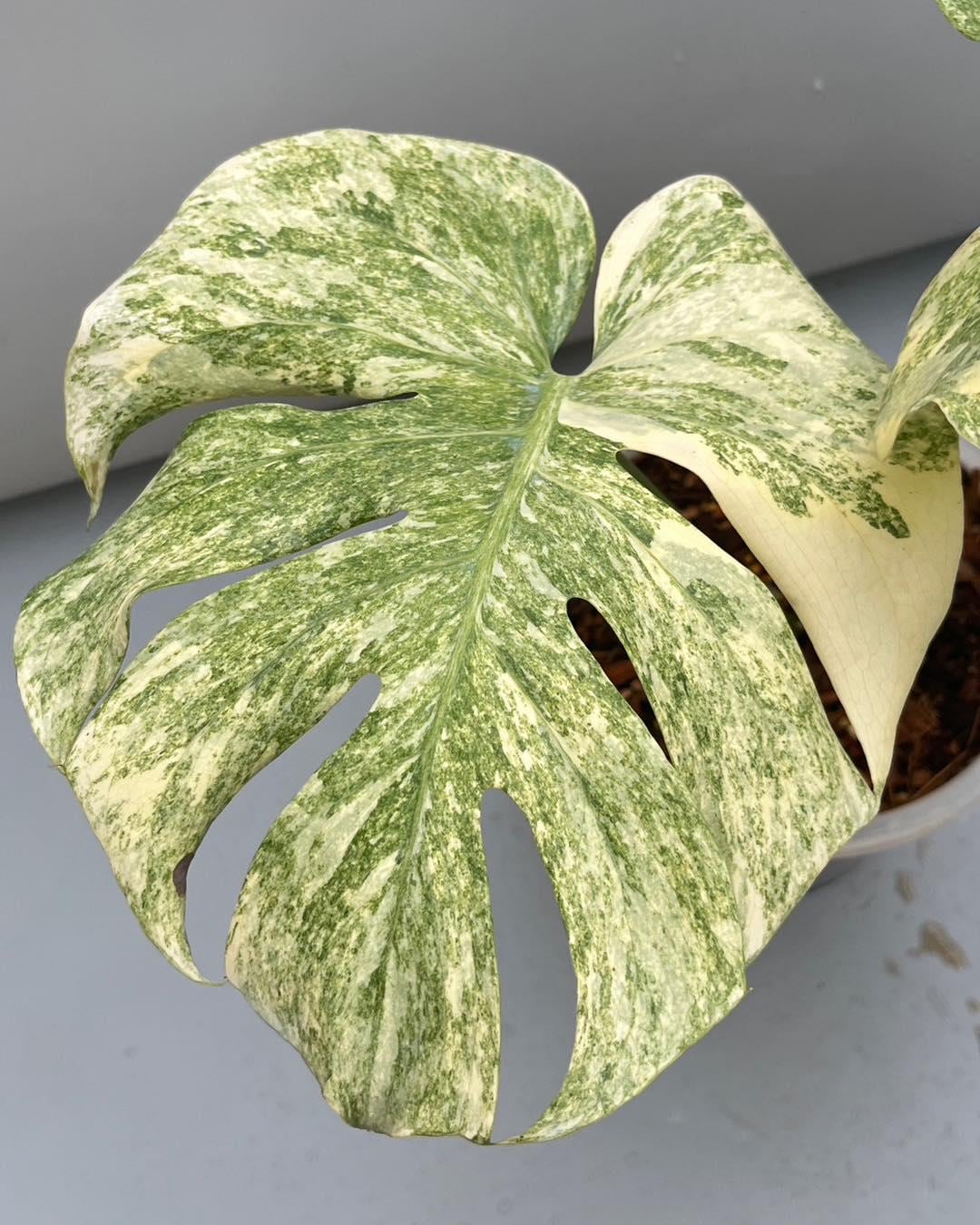 Monstera Green Snow *EXACT PLANT* - Etsy
